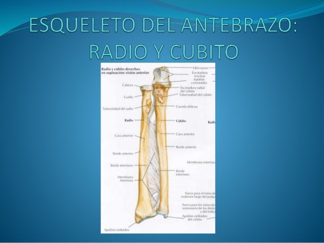Cubito y radio (m)