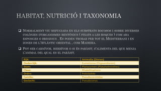 pselducerus maximus | PPTX