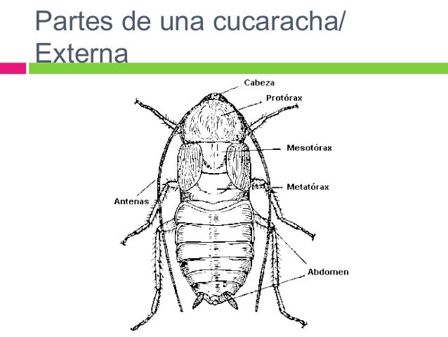 Cucarachas