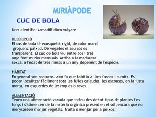Cuc de bola | PPTX