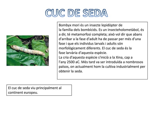 Cuc de seda | PPTX