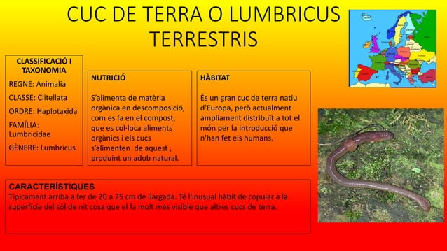 Cuc de terra | PPTX