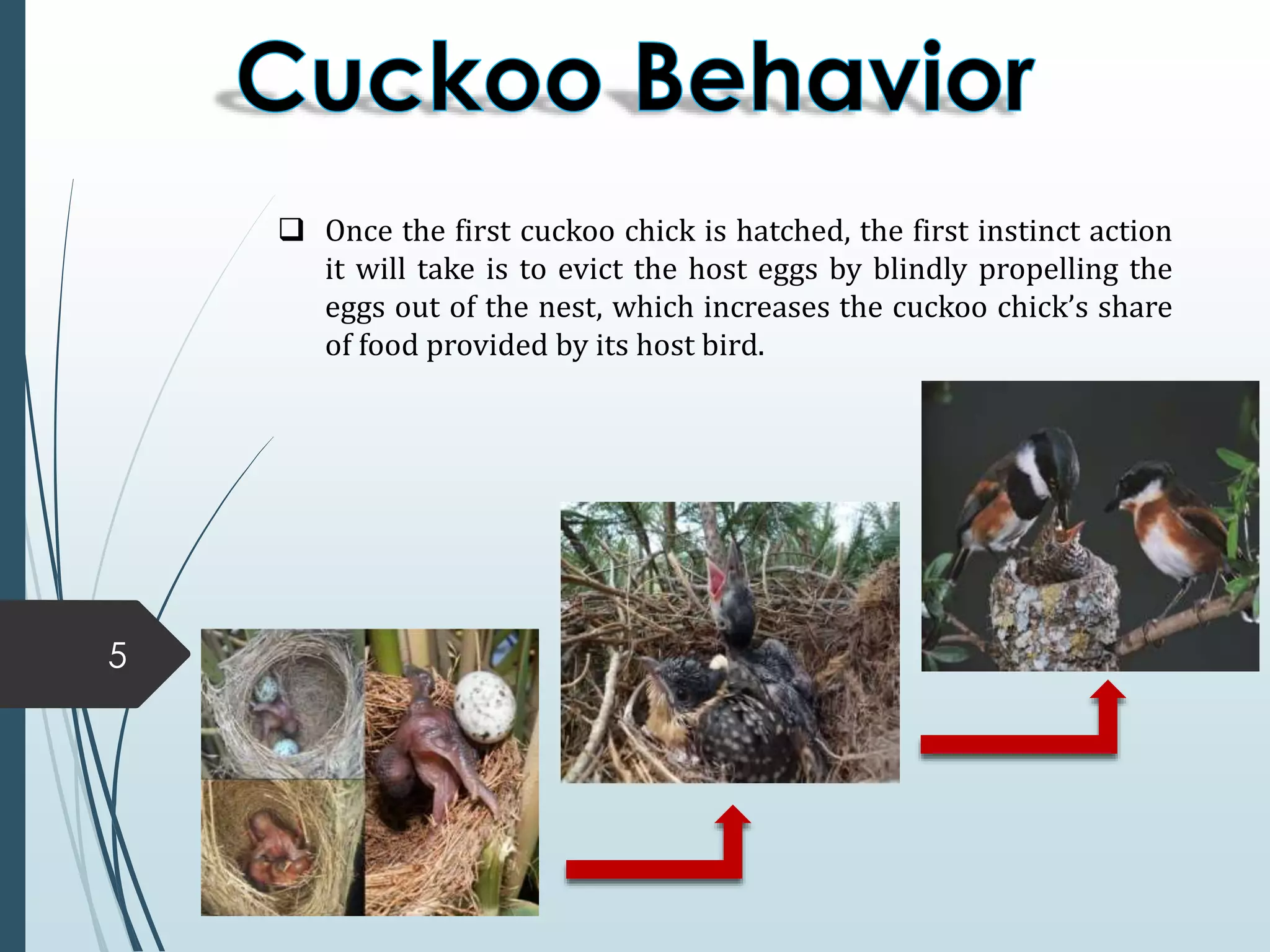 Cuckoo search | PPTX | Birdwatching | Hobbies & Interests