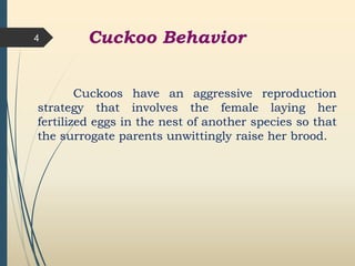 Cuckoo Optimization ppt | PPTX