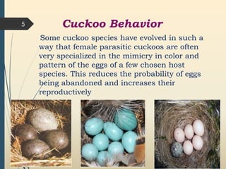 Cuckoo Optimization ppt | PPTX