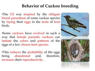 Cuckoo search | PPTX