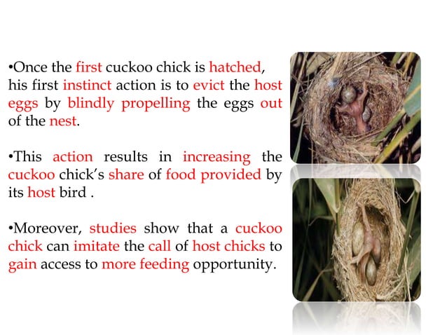 Cuckoo search | PPTX