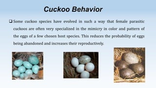 Cuckoo Search & Firefly Algorithms | PPTX