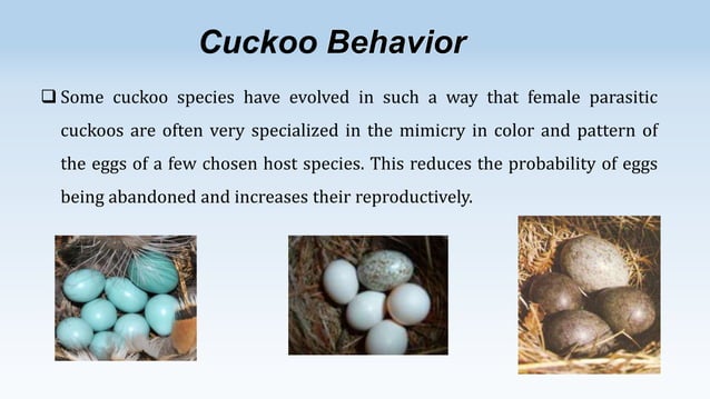 Cuckoo Search & Firefly Algorithms | PPTX