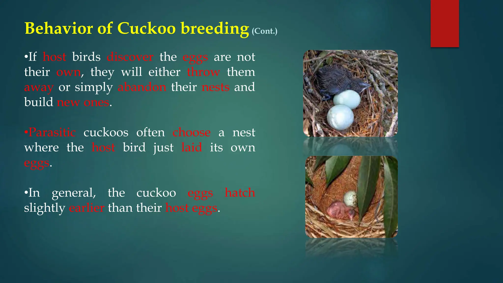 Cuckoo Search Algorithm (CSA) (Swarm Intelligence) | PPTX