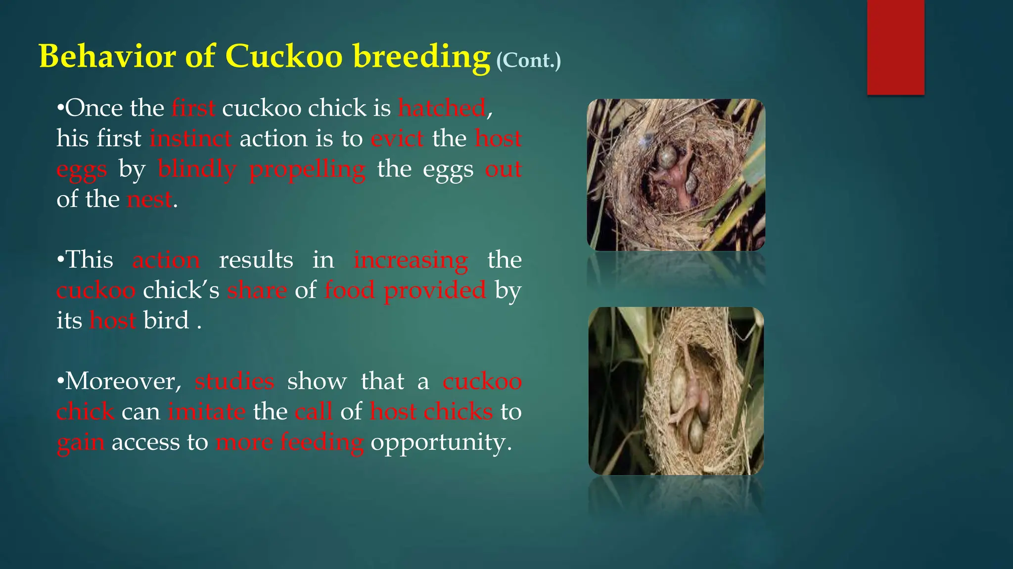 Cuckoo Search Algorithm (CSA) (Swarm Intelligence) | PPTX