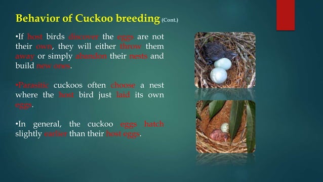 Cuckoo Search Algorithm (CSA) (Swarm Intelligence) | PPTX