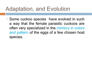 Cuckoo search final | PPT