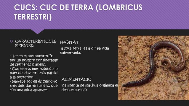 Cucs cuc de terra | PPTX