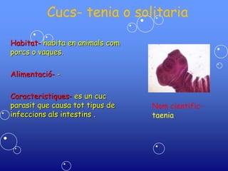 Cucs tenia o solitaria | PPT