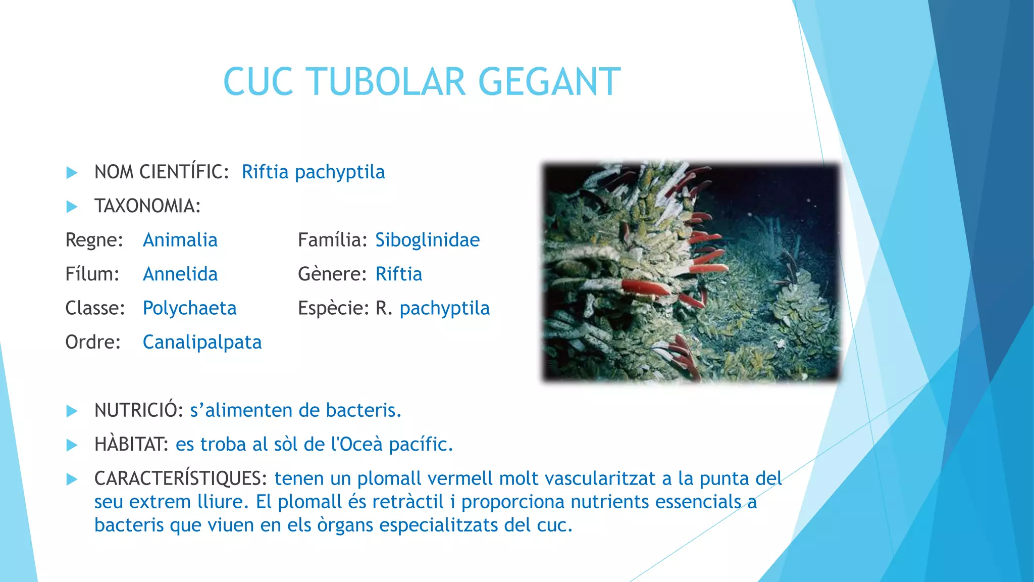 CUC TUBULAR GEGANT | PPTX