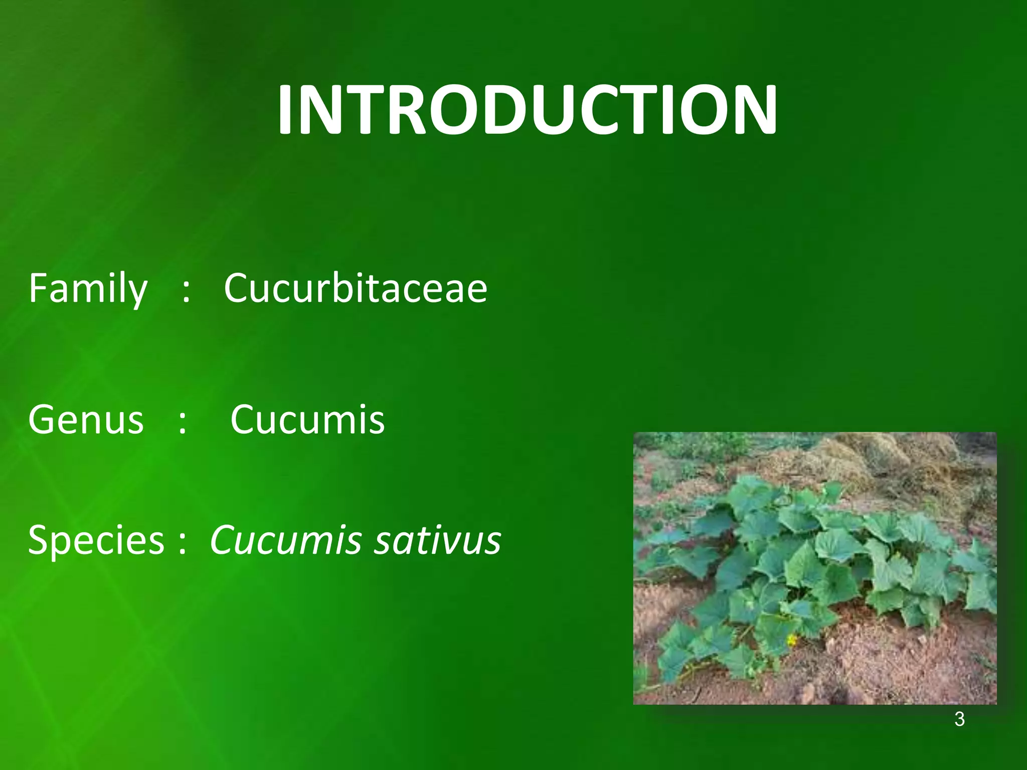 Cucumber | PPTX | Gardening | Home & Garden