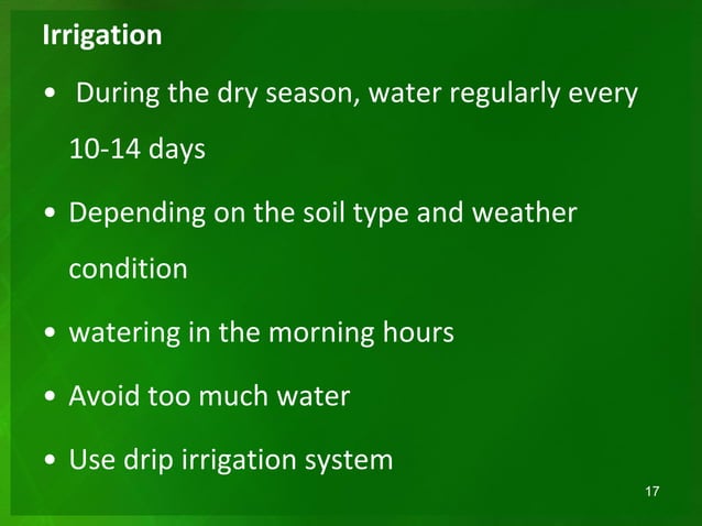 Cucumber | PPTX | Gardening | Home & Garden