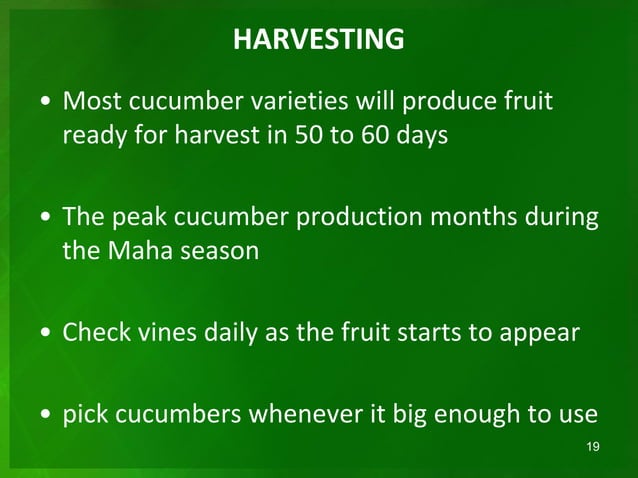 Cucumber | PPTX | Gardening | Home & Garden