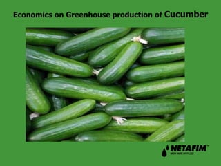 Greenhouse production of Cucumber | PPTX