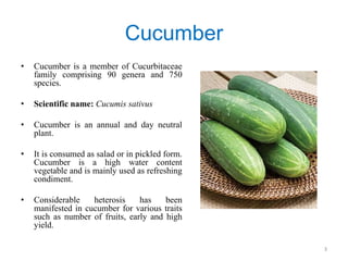 Cucumber | PPTX