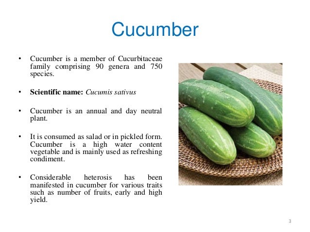 Cucumber