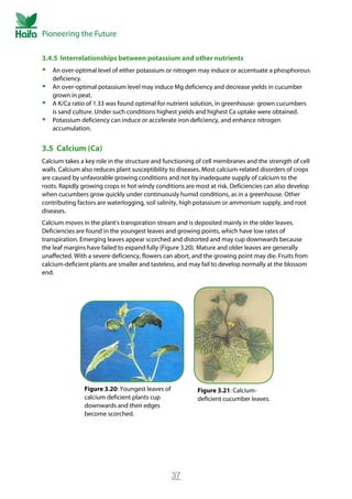Cucumber Crop Guide - Cucumber Fertilizer | PDF