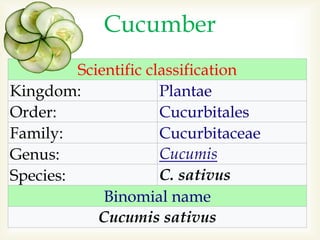 Cucumber production in Bangladesh. | PPTX