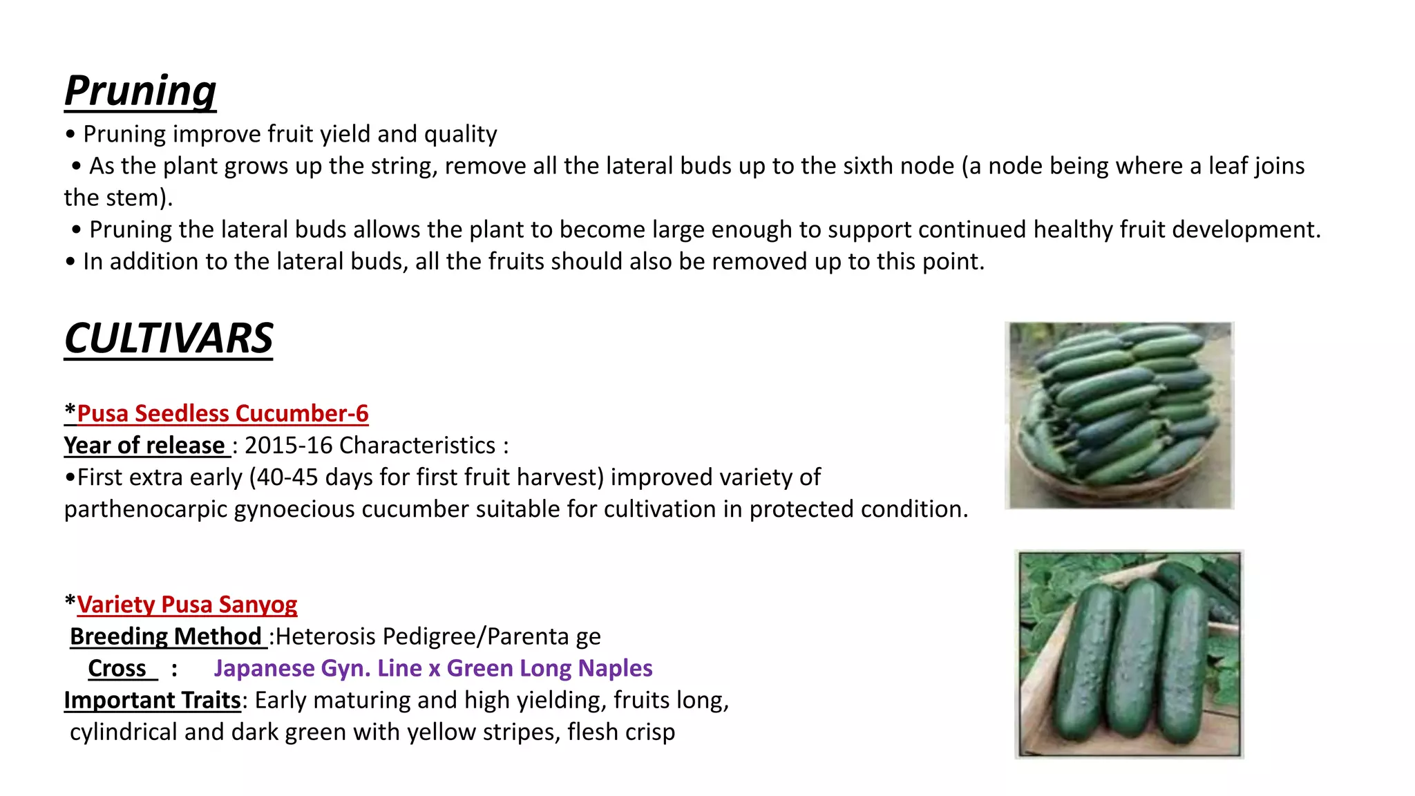 Production technology of Cucumber | PPTX