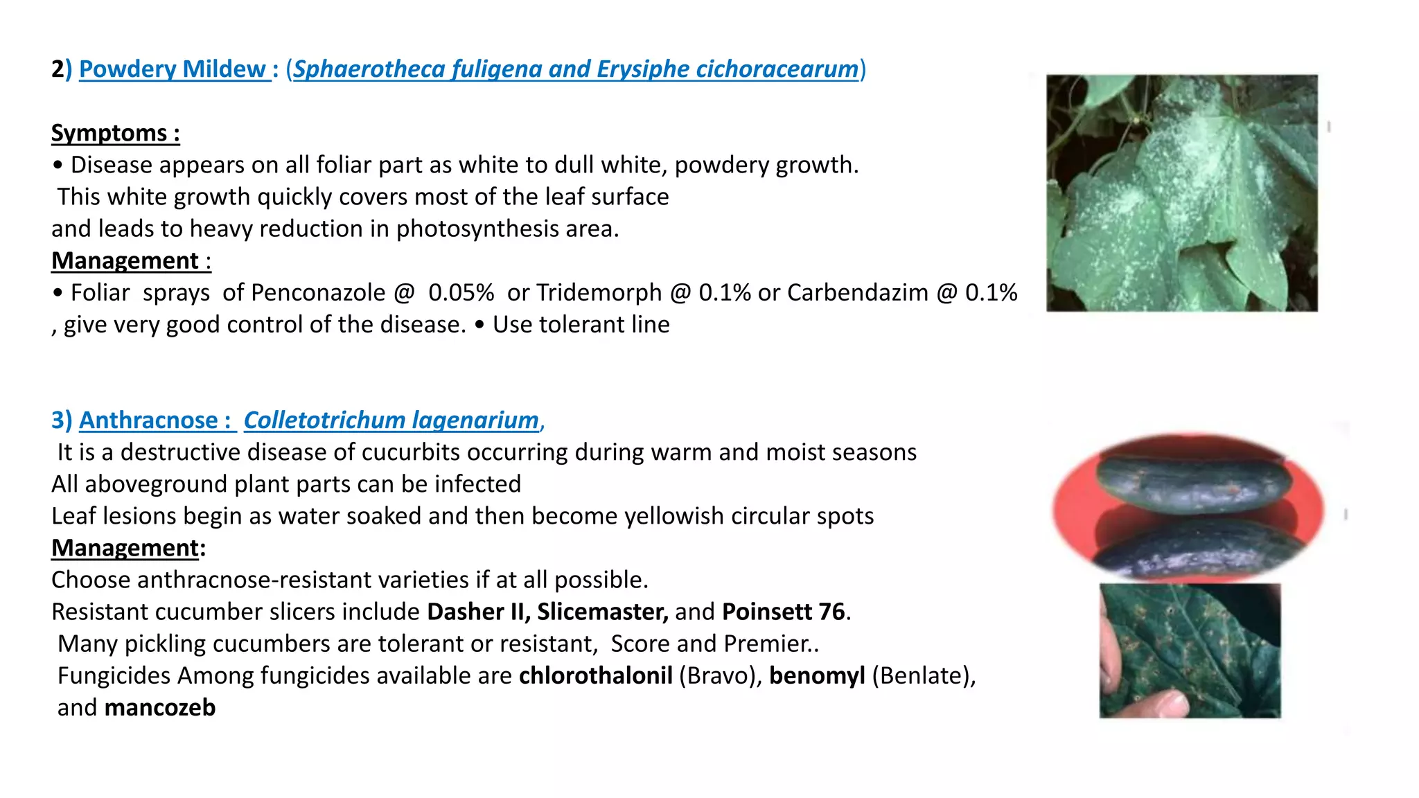 Production technology of Cucumber | PPTX