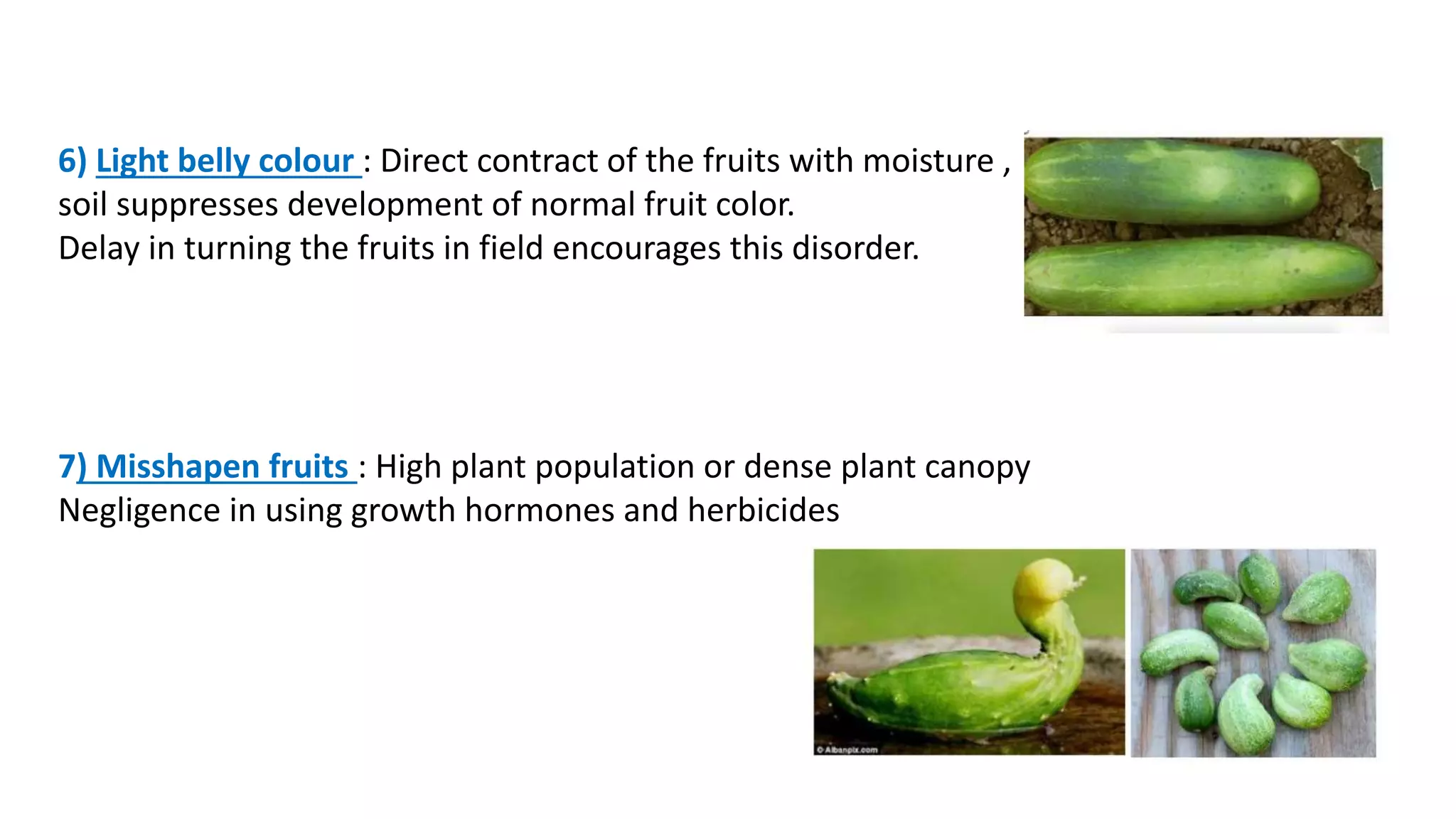 Production technology of Cucumber | PPTX