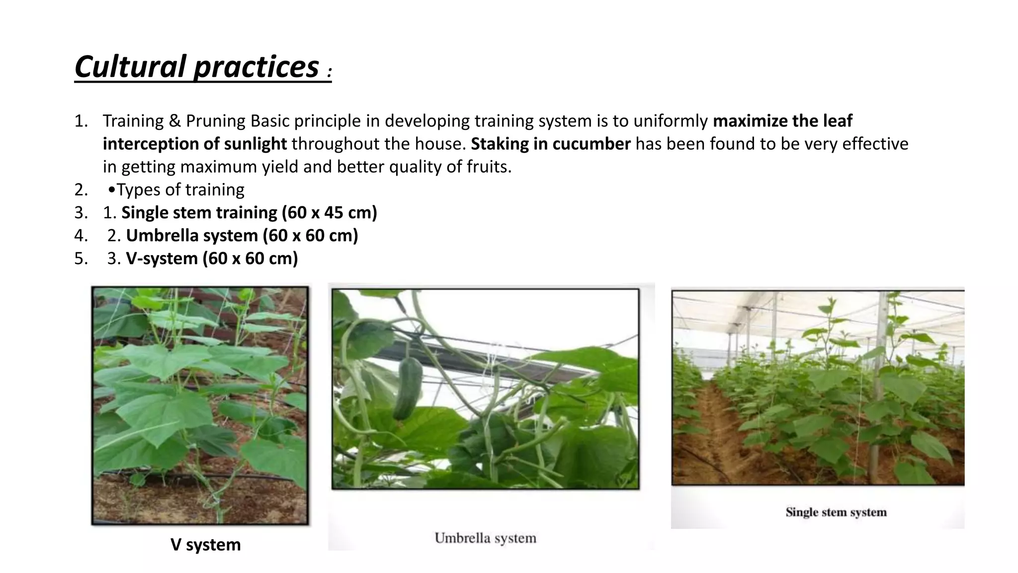 Production technology of Cucumber | PPTX