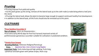 Production technology of Cucumber | PPTX