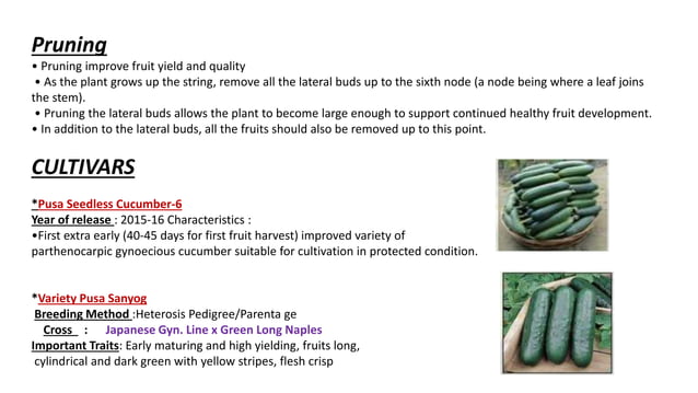 Production technology of Cucumber | PPTX