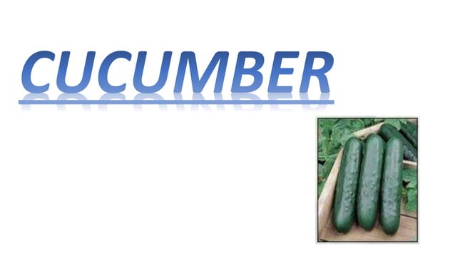 Production technology of Cucumber | PPTX