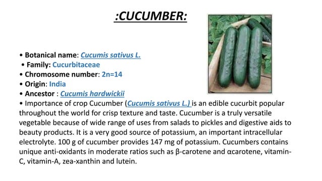 Production technology of Cucumber | PPTX