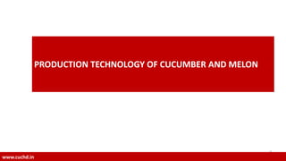cucumber.ppt