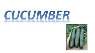 cucumber.ppt