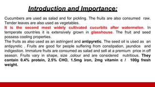 cucumber.ppt