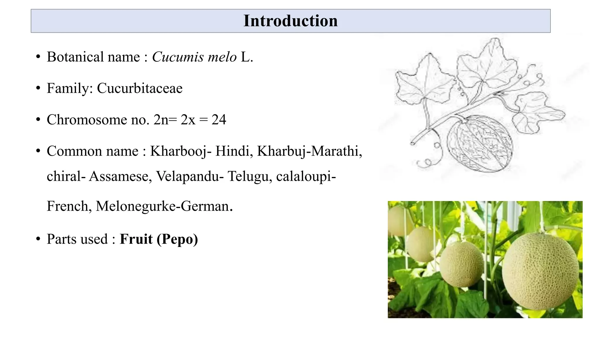 cucumber gpb project.pptx
