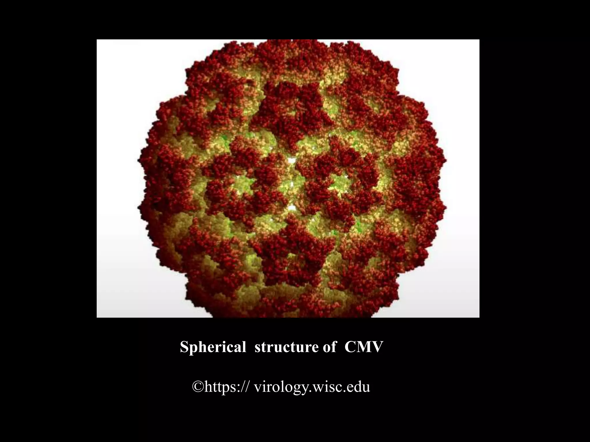 Cucumber mosaic virus | PPTX