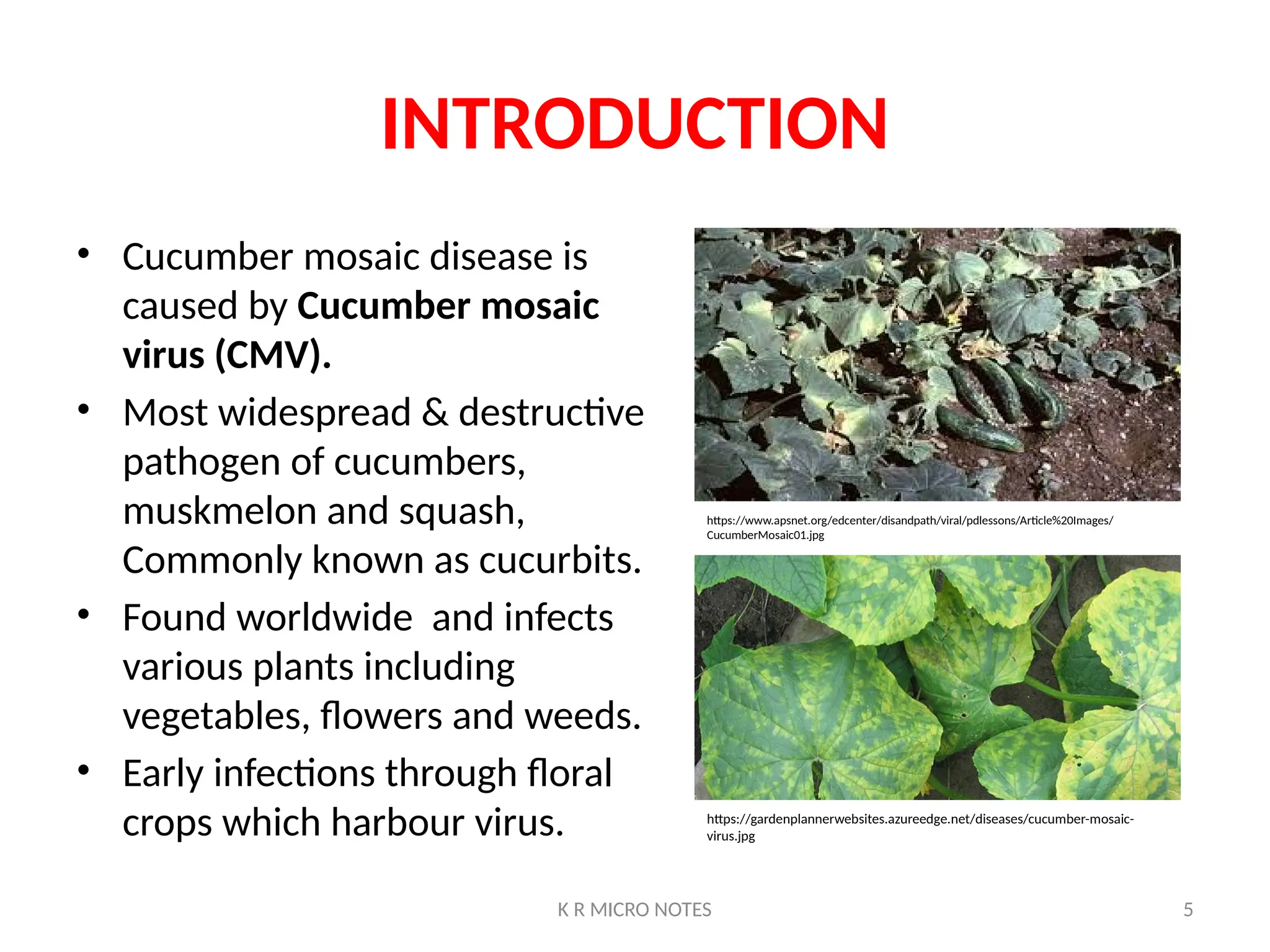 Cucumber Mosiac Virus K R. pptx | PPT
