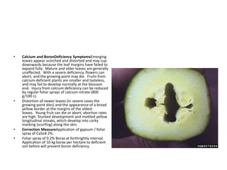 Cucumber physiological disorders By Mr. Allah Dad Khan Provincial ...