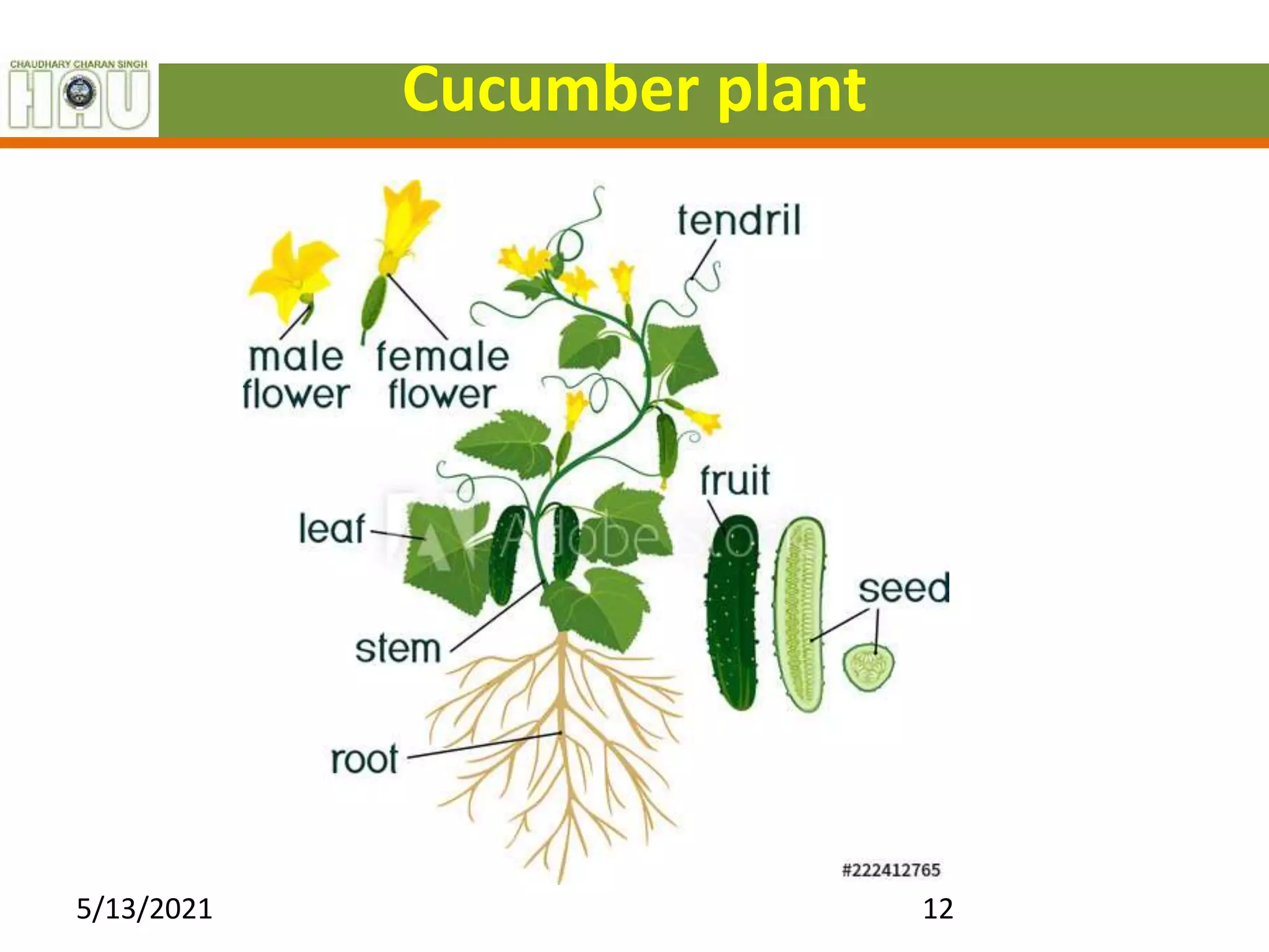 Cucumber | PPT