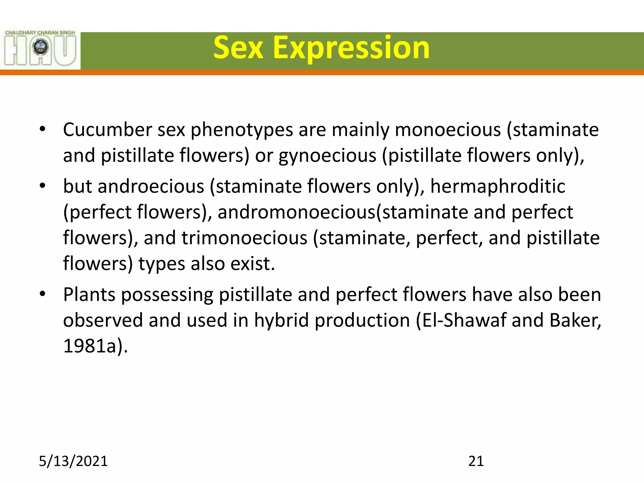Cucumber | PPT