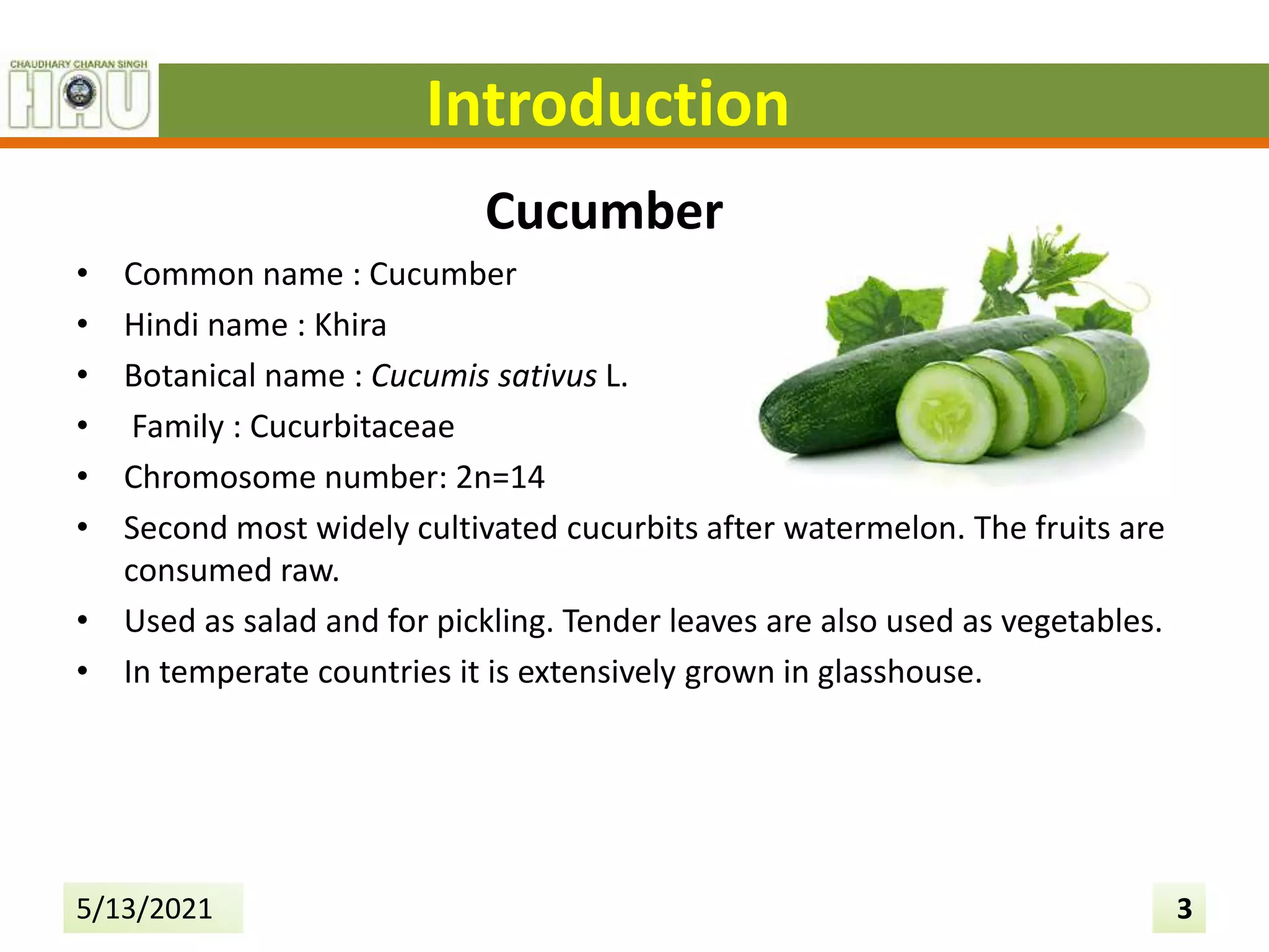 Cucumber | PPT