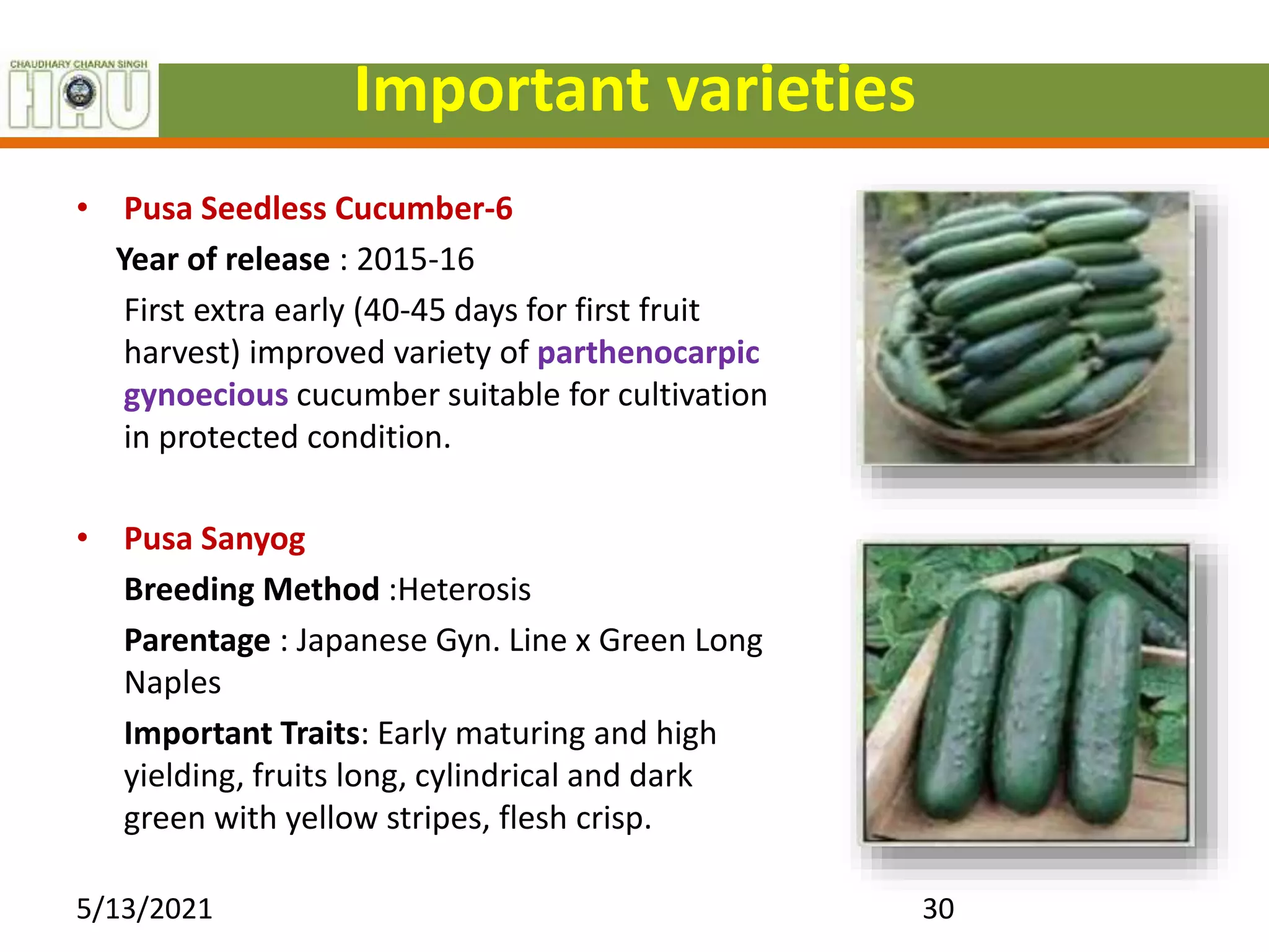Cucumber | PPT