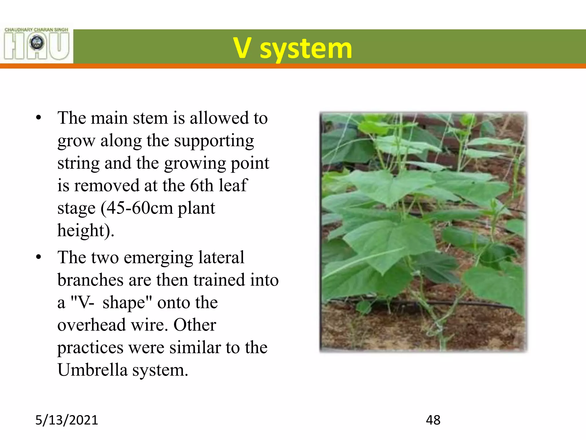 Cucumber | PPT