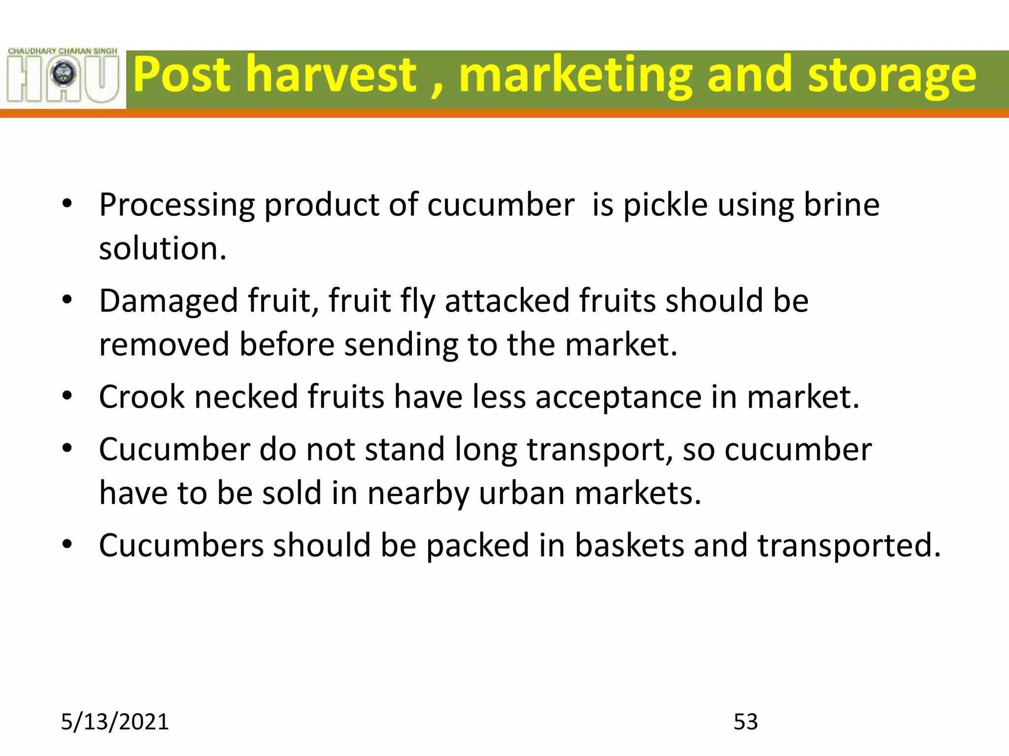 Cucumber | PPT