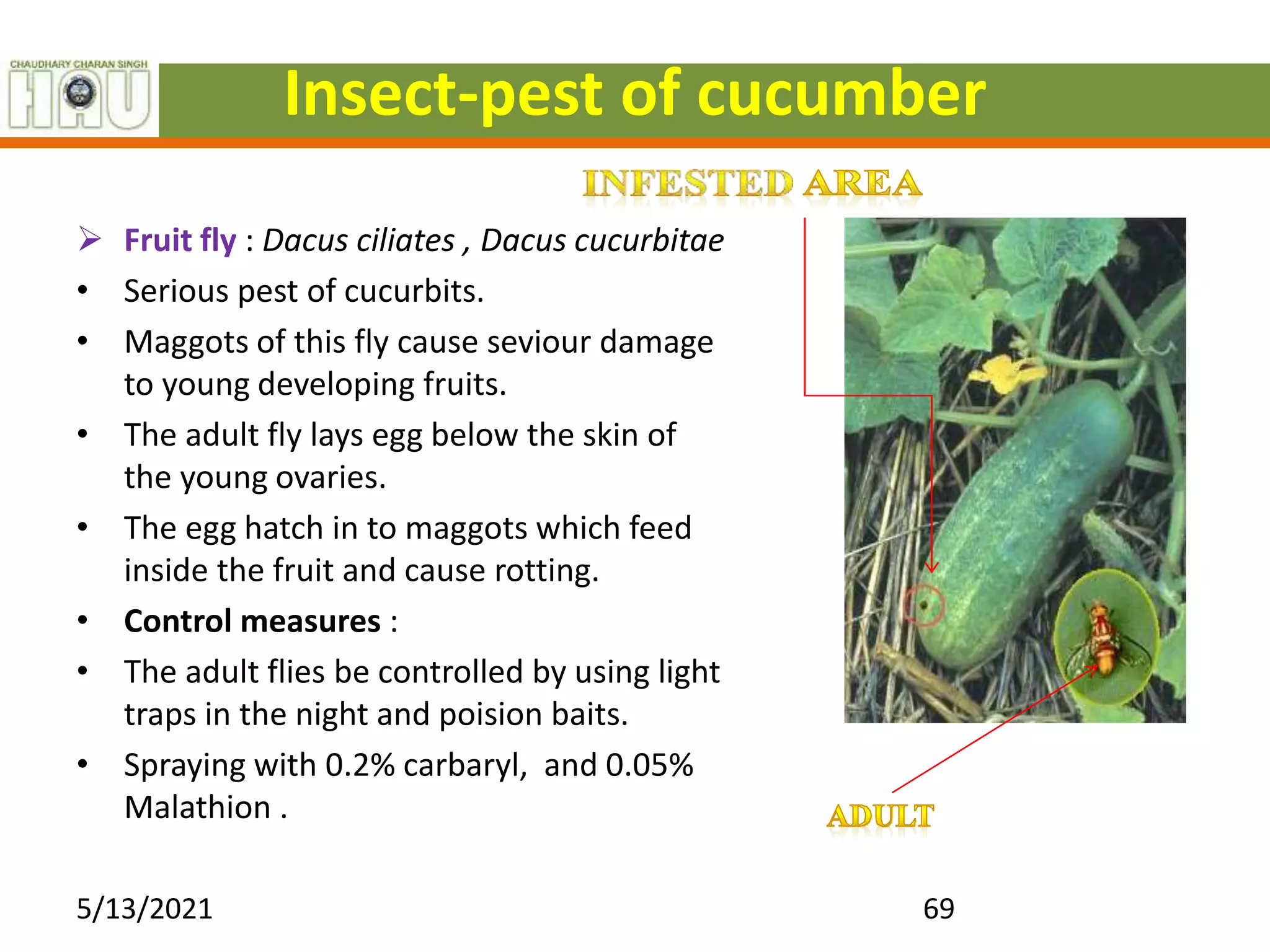 Cucumber | PPT